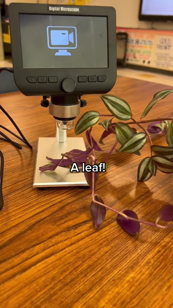 Can You Guess What's Under My Microscope?