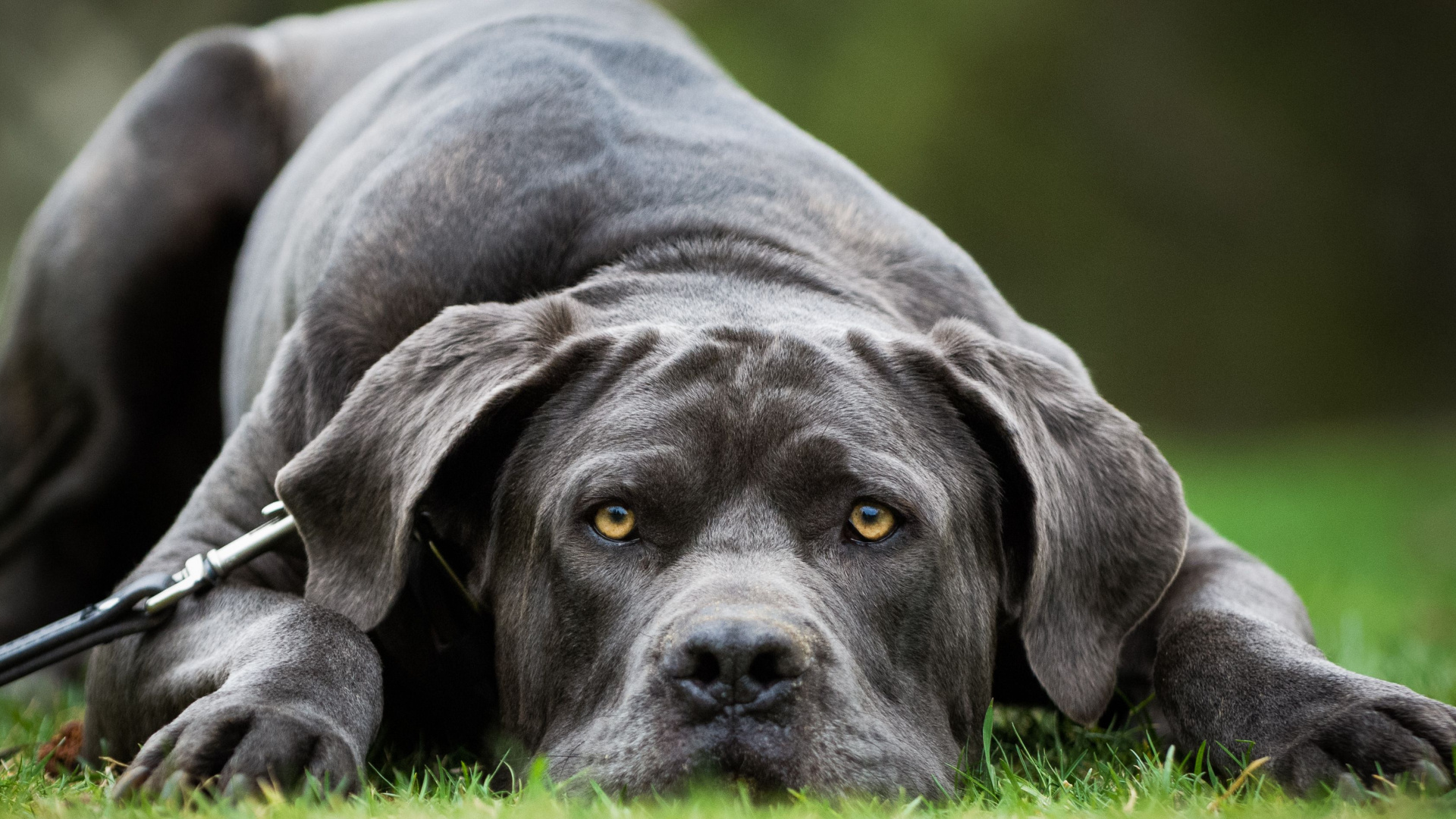 8 Of The Most Beautiful Dog Breeds In The World And 7 Adorably Quirky Ones