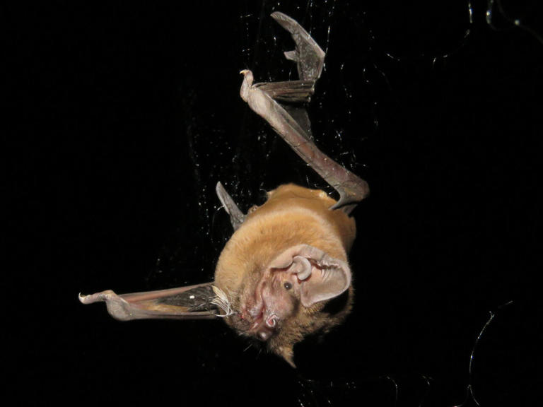 How Europe's largest bat catches and eats birds mid-air