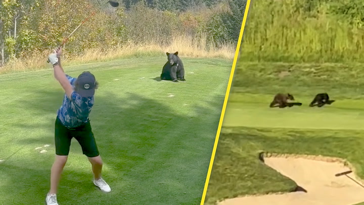 Golfing with wild bears is a daily occurence at this Canadian course