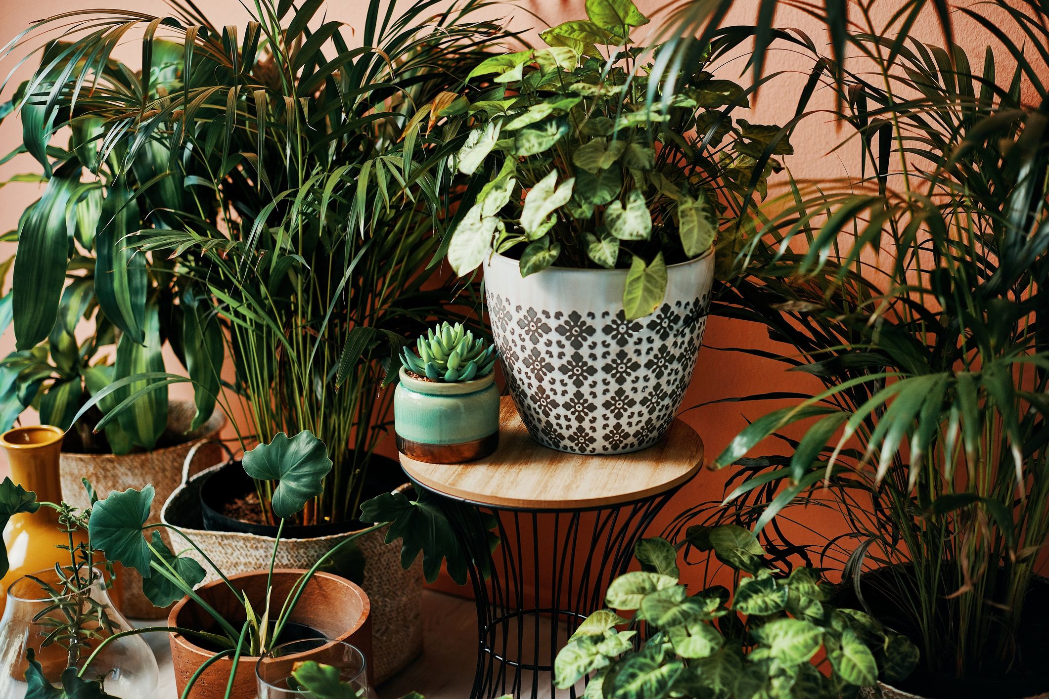 These Indoor Houseplants Make Plant Parenting Easy
