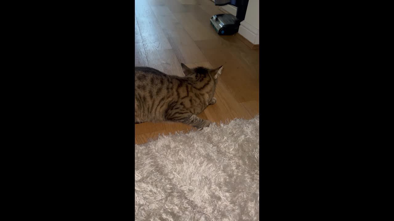 Cat’s asthma attack sparks viral PSA—Luna’s TikTok clip reaches 2.3 ...