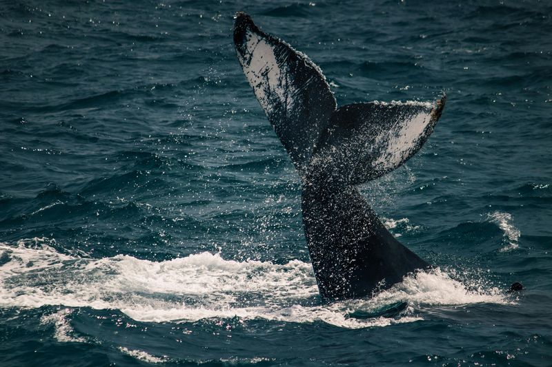 10 Of The Loudest Animals In The World