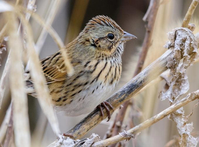 17 types of sparrow birds that you should know