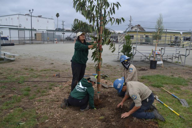 Tree planting project completed at Pajaro Middle School