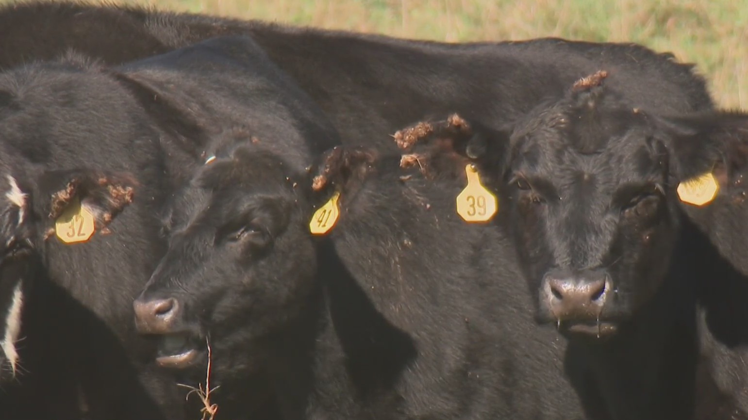 Authorities still searching for owner of cow that stopped traffic on I-79