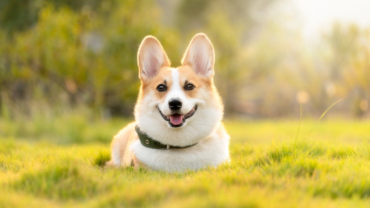 Tu perro no olvida estos 8 hábitos aún cuando piensas que sí lo hace