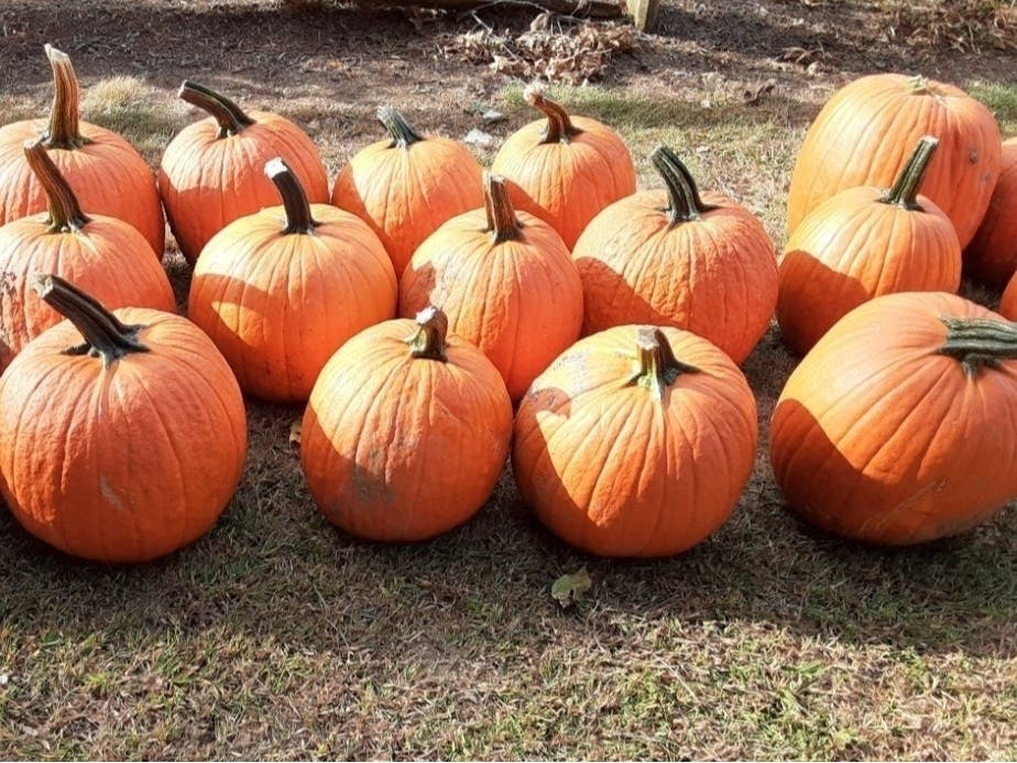 Where Vernon Residents Can Get Pumpkins This Fall