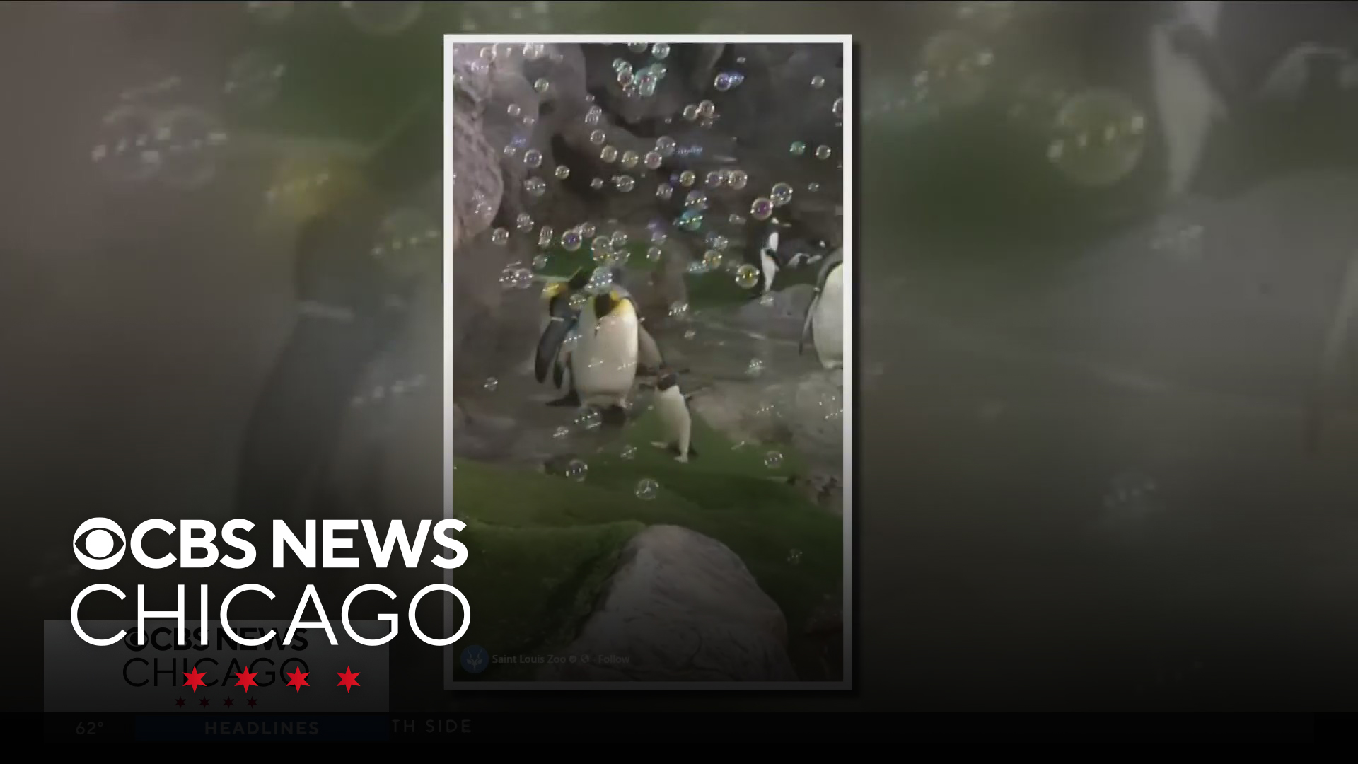 Zoo penguin's love of bubbles goes viral