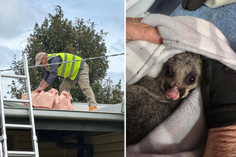 Sad find on homeowner's roof triggers $44,000 fine warning to Aussies