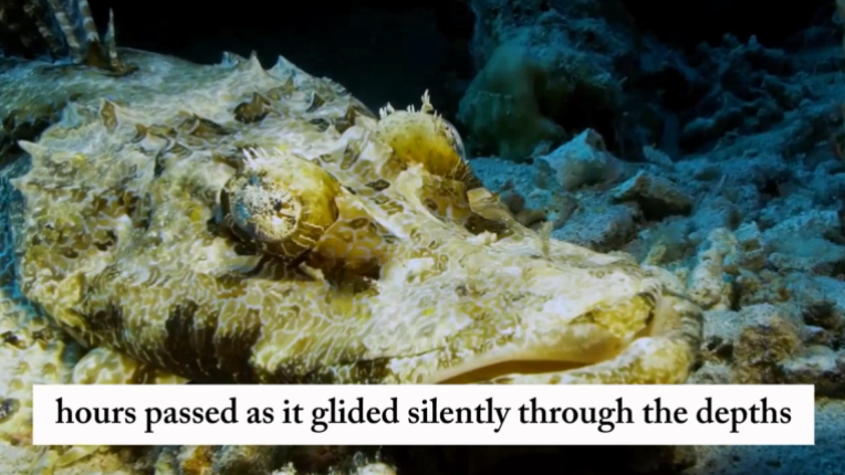 World's Deepest Fish Caught On Camera For The First Time By Scientists