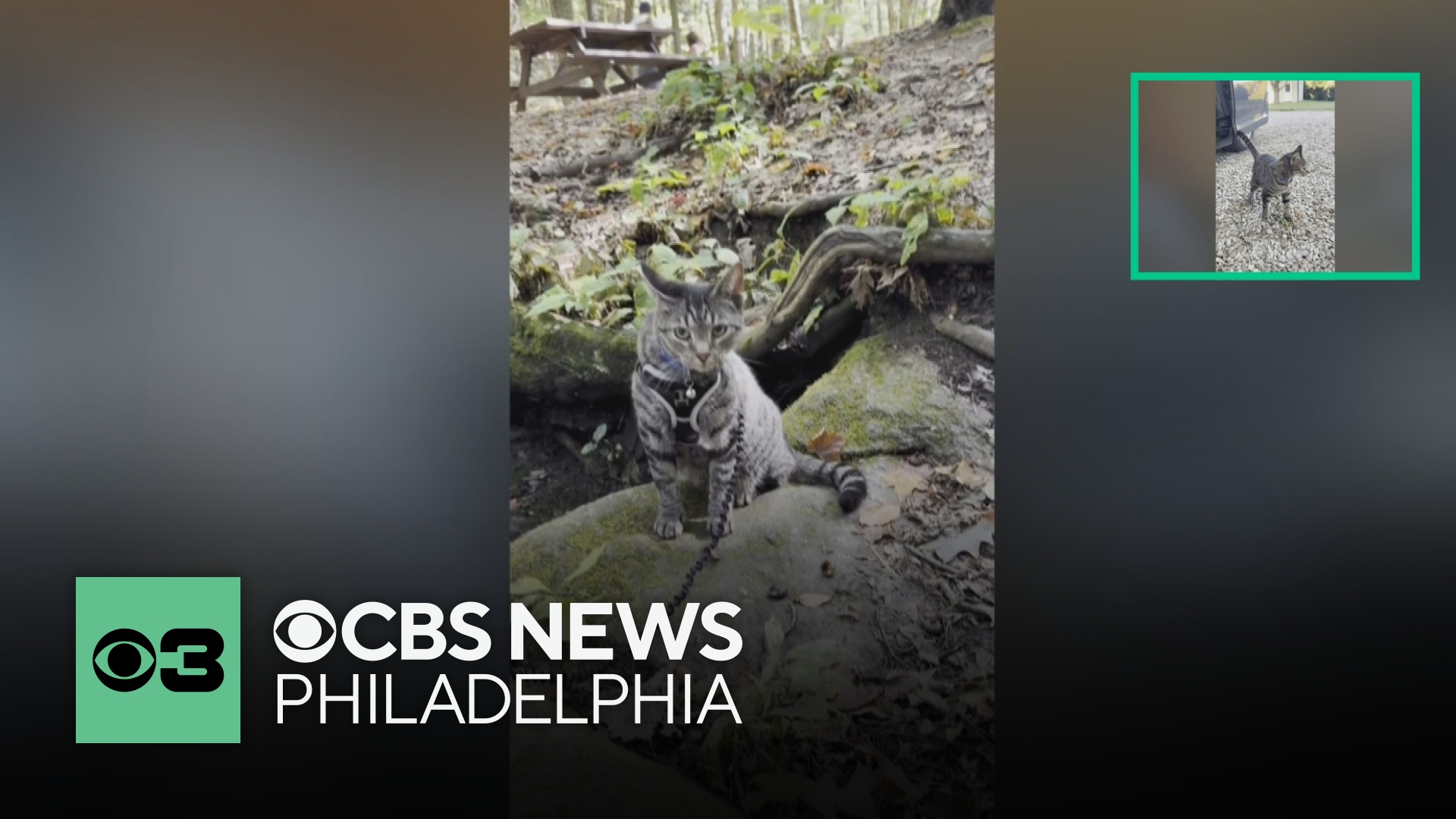 Ray Ray the cat hitches ride on roof of Pennsylvania family’s van