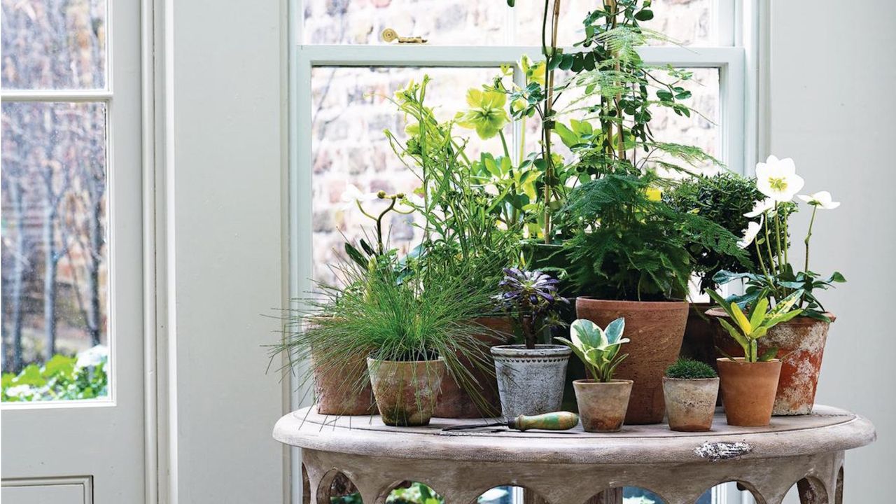 3 houseplants anyone can grow from seed – experts tips on creating a ...