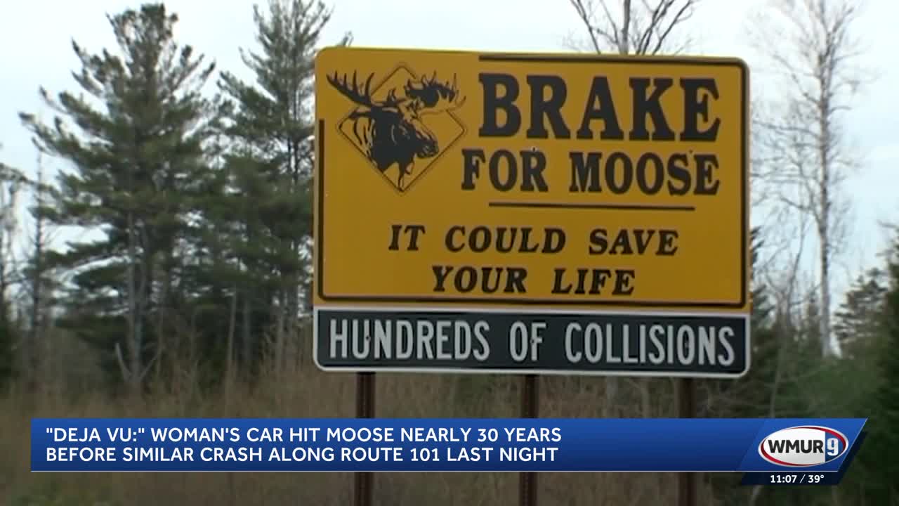 'Deja Vu:' Woman's car hit moose nearly 30 years before similar crash ...