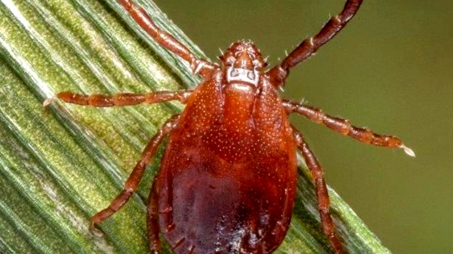 KDHE identifies invasive tick species appearing in Kansas
