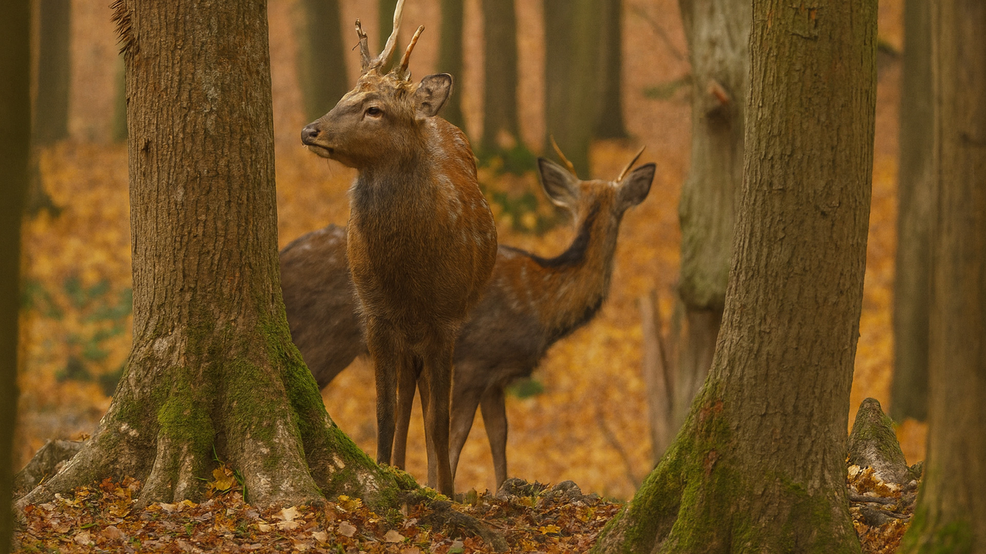 Wildlife Encounters Up Close
