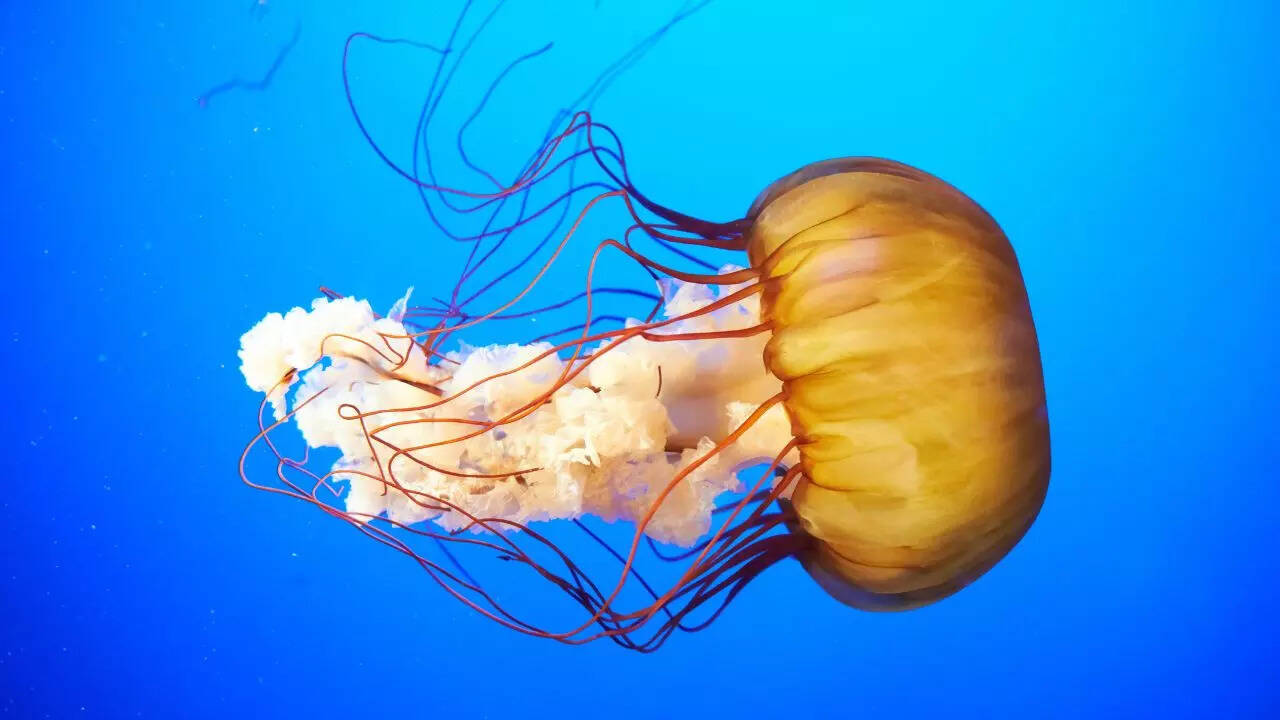 7 Most Dangerous Jellyfish You Could Encounter
