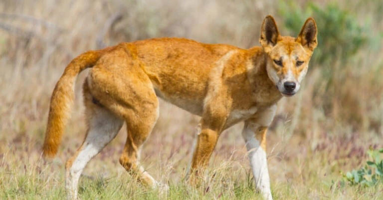 Dingo vs Coyote: 4 Key Differences Explained