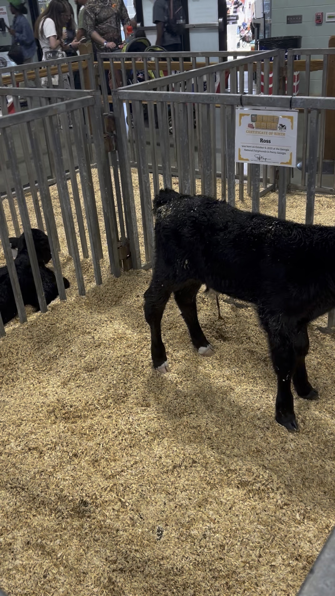 Welcome to Ross and Jack! Two calves were birthed Thursday at the ...