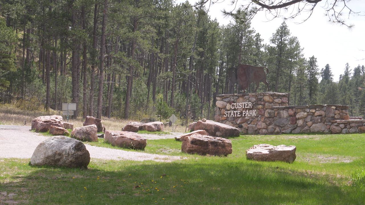 Rosebud Sioux Tribe to relocate bison involved in fatal Custer State ...