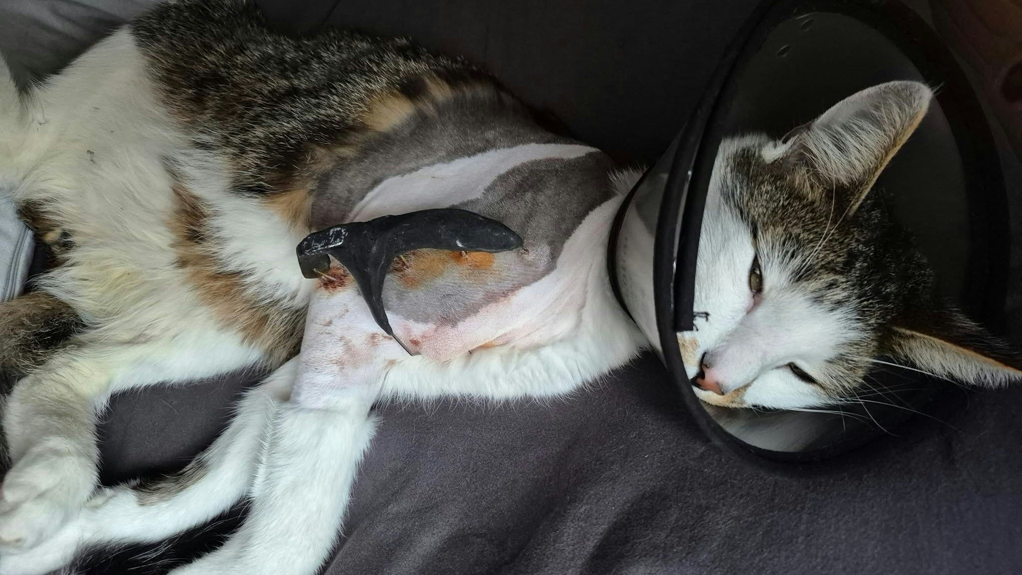 Katzen verschwinden: "Müsste schon großer Zufall sein"