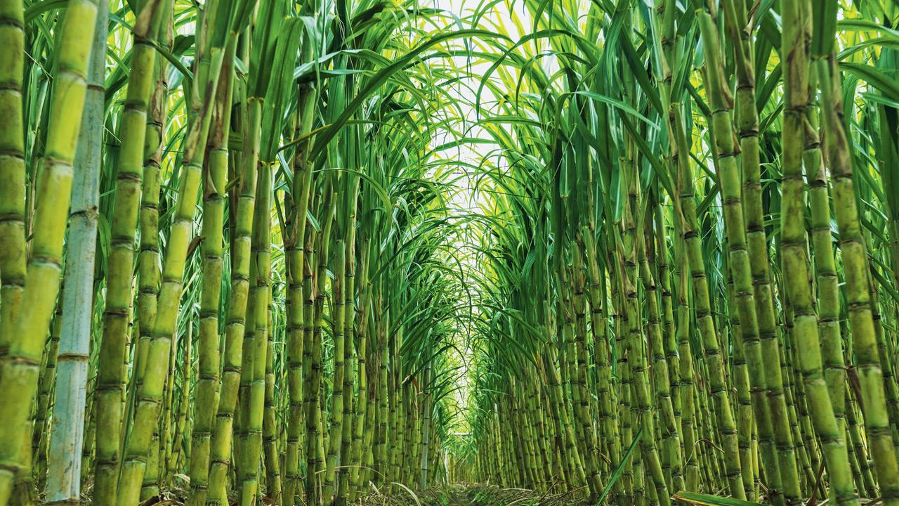 Researchers create strong biodegradable bioplastic from bamboo