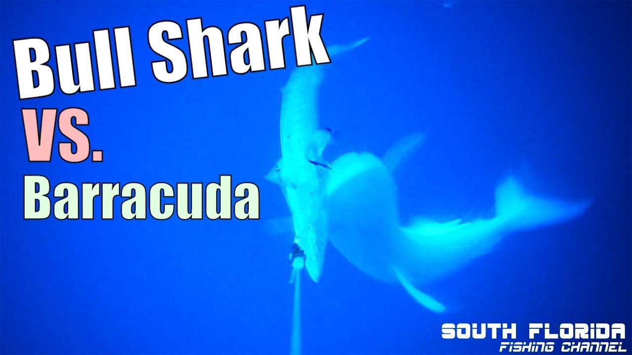 The brutal bull shark attack caught on camera