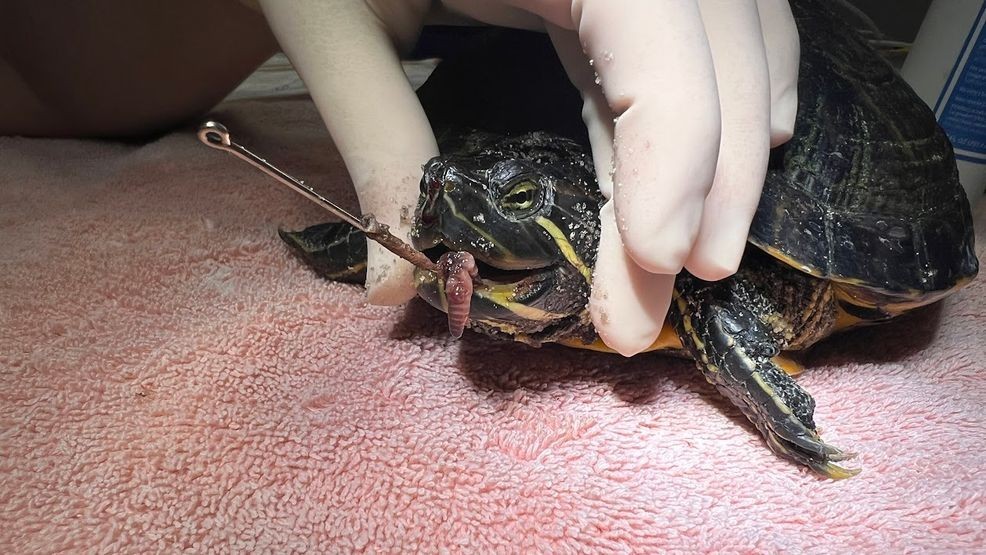 Hooked & Healing: Injured turtle gets second chance at Busch Wildlife ...