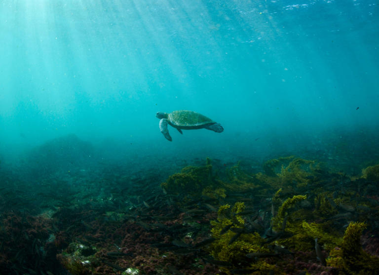 Green turtle rescued from brink of extinction