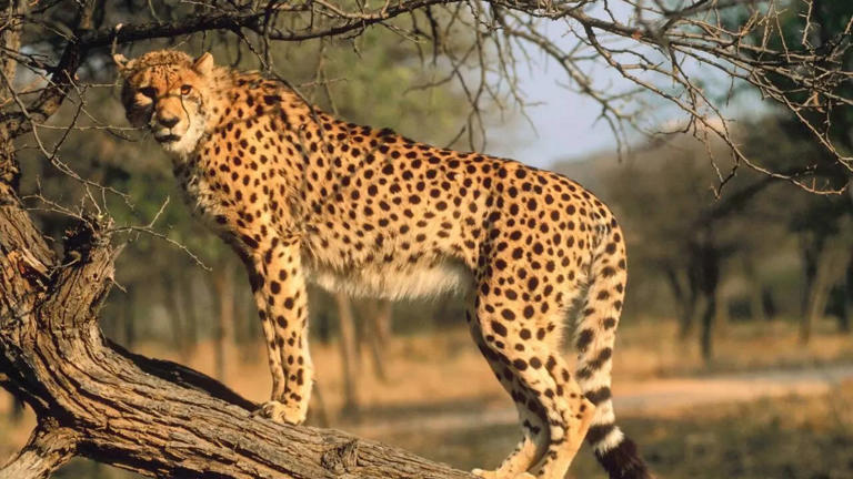 10 animals that outsmart their prey with clever tricks