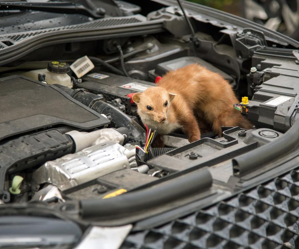 Skąd wiadomo, że kuna przegryzła kable w aucie? Te objawy to znak, że ...