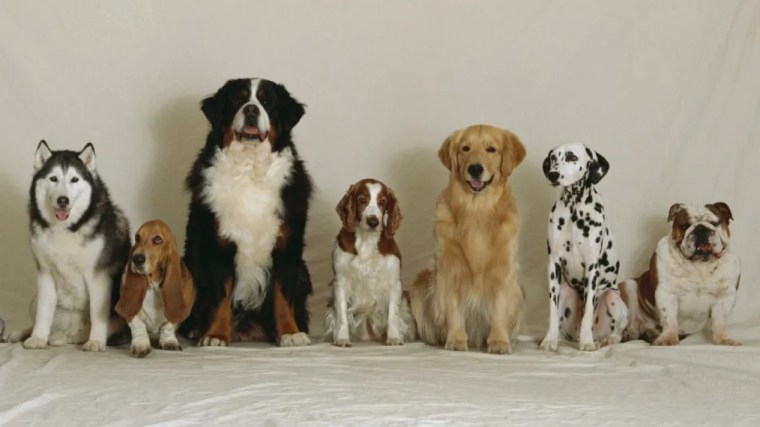 The ultimate guide to raising a happy, healthy dog, according to experts