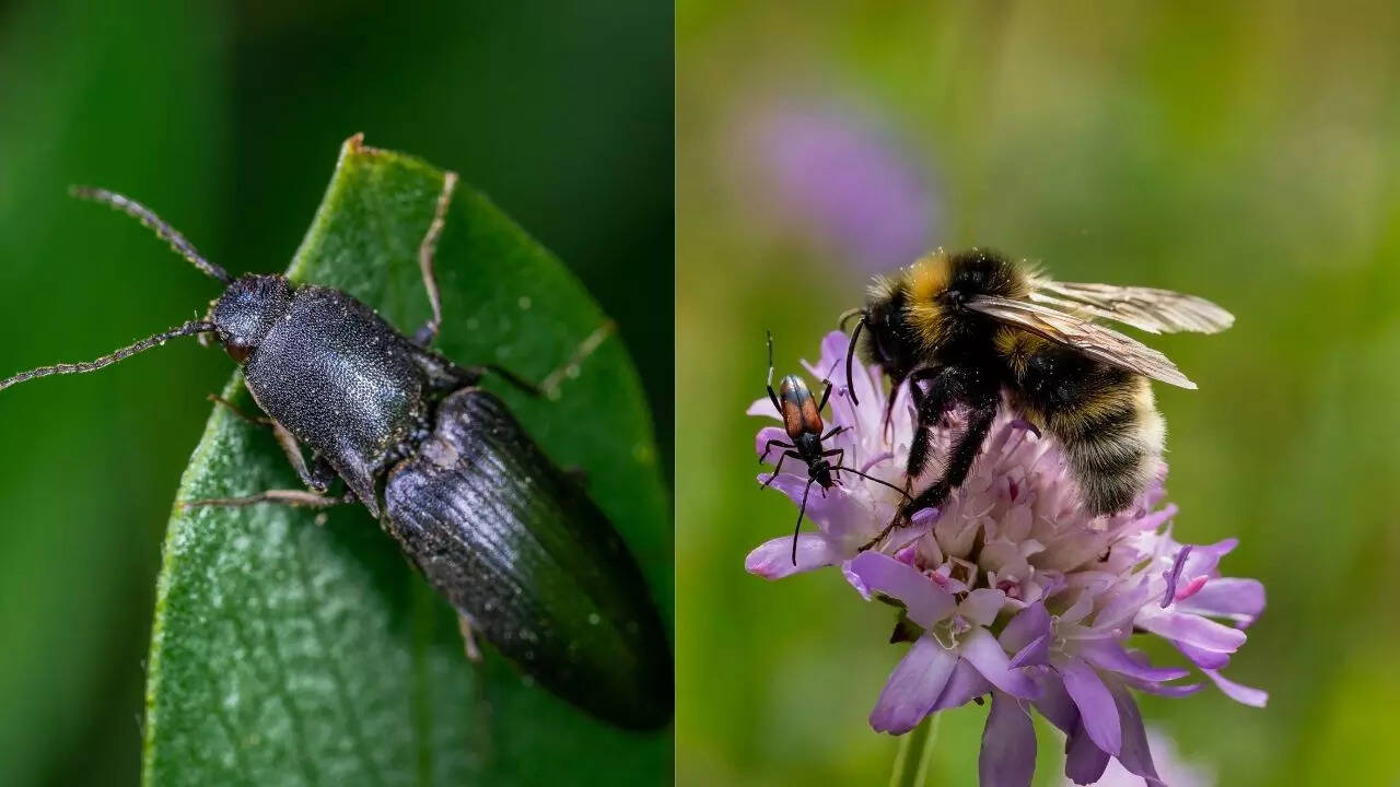 Bug vs. Insects: Comparing their characteristics, appearance, and lifespan