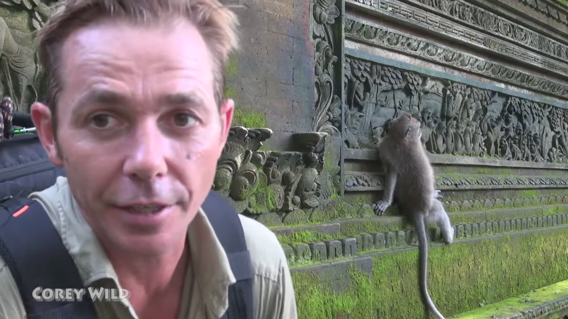 Monkey bites | Don't do this in Asia before you go
