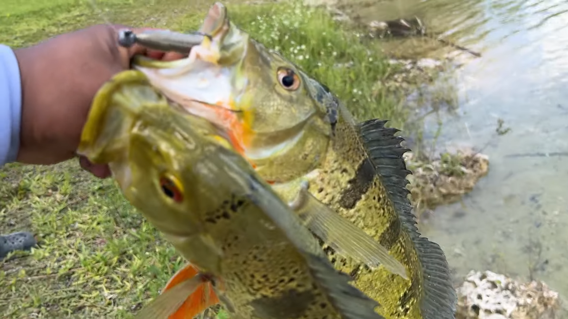 Monster Mike checks out the newest KastKing gear