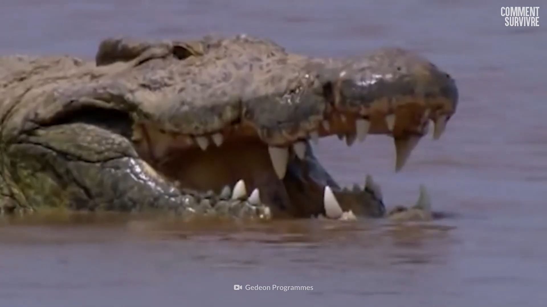 Comment survivre à une attaque de crocodile