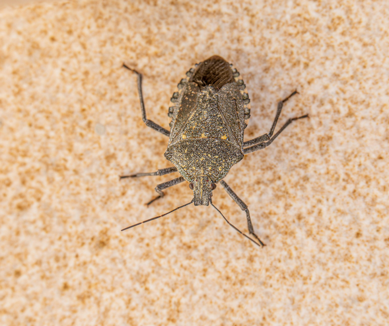 Stink bugs are invading IL homes right now. They aren't the only ...