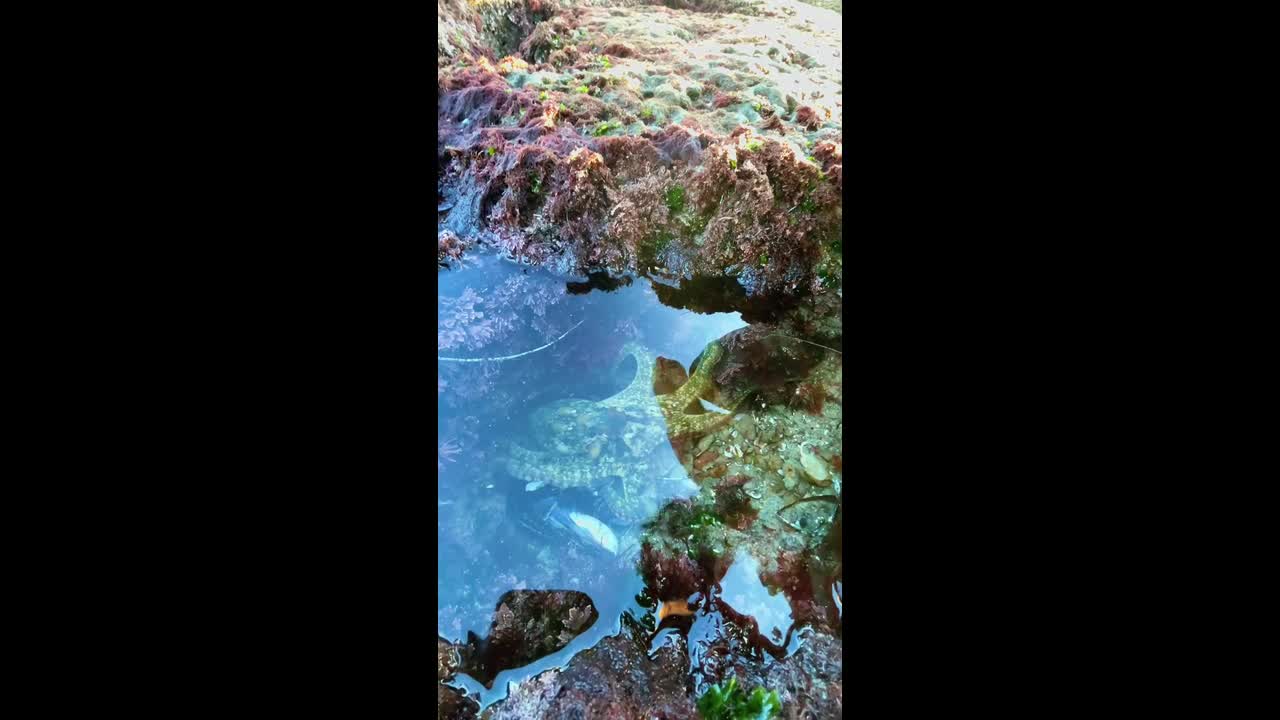Beachgoer’s magical encounter as octopus reaches out for a gentle high ...