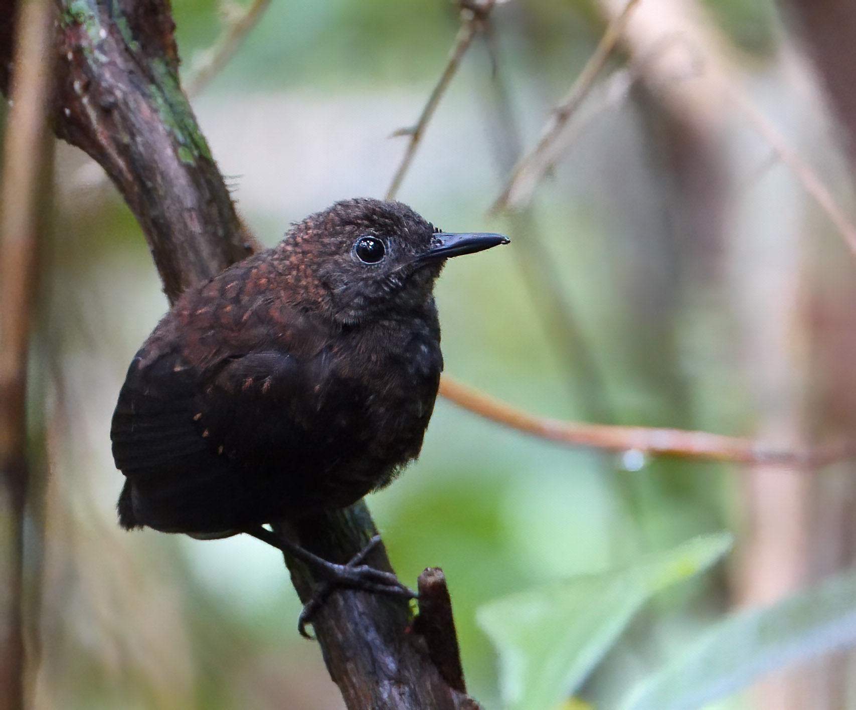 Majority of world’s bird species in decline as nature crisis deepens ...