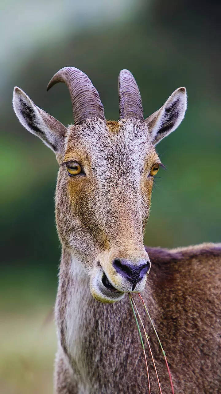 9 rare animals to spot in the Western Ghats and where to find them