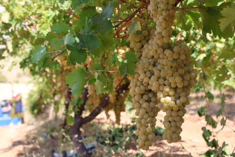 Bağ bozumunda rekor: 4 kilo üzüm salkımı