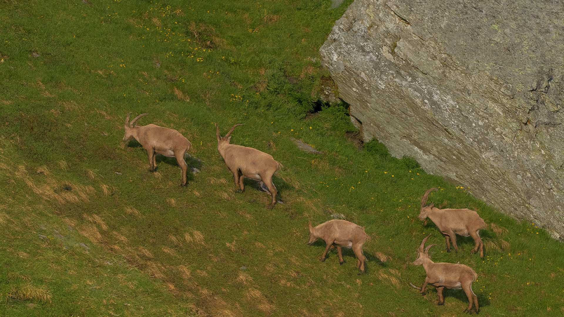 Animali selvatici nelle Alpi austriache – Alti Tauri