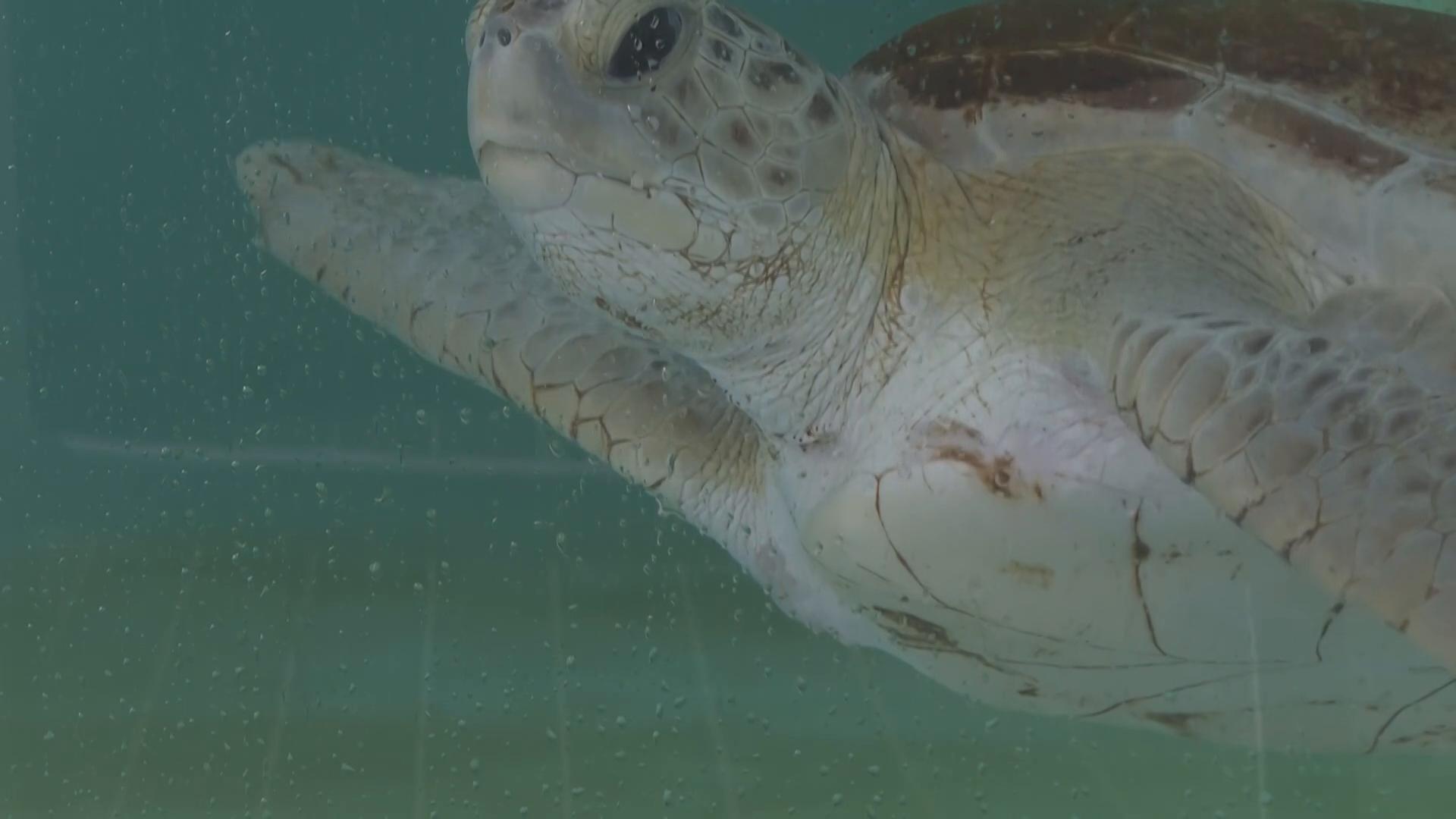 Report finds green sea turtles rebounding as human activity drives ...