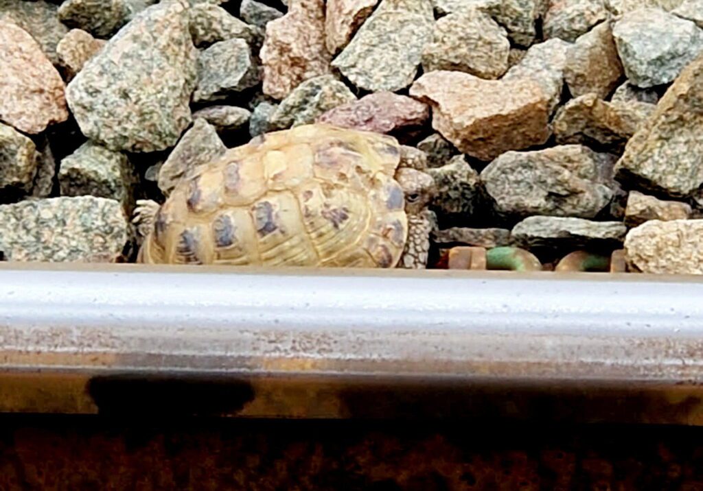 Escaped tortoise rescued by rail staff after wandering onto train tracks
