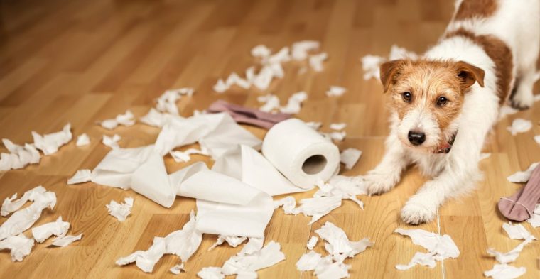 The ultimate guide to raising a happy, healthy dog, according to experts