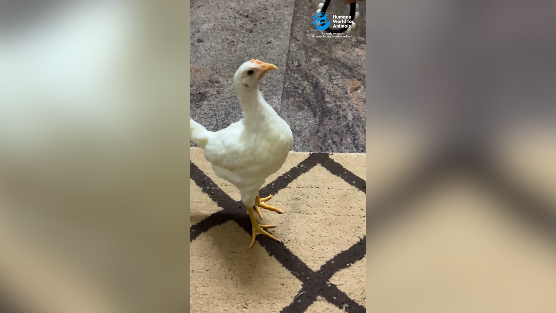 Tiny Chick Found ‘Still Alive’ In Egg Farm Trash, Woman Knows What To Do