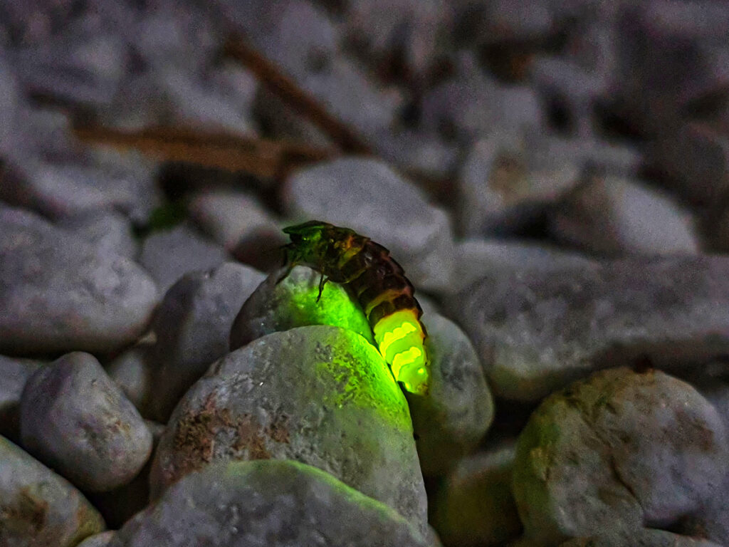 Fireflies Are Dying Out, And The Clock’s Ticking For Us To Save Them