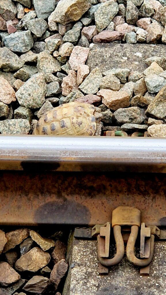 Escaped tortoise rescued by rail staff after wandering onto train tracks