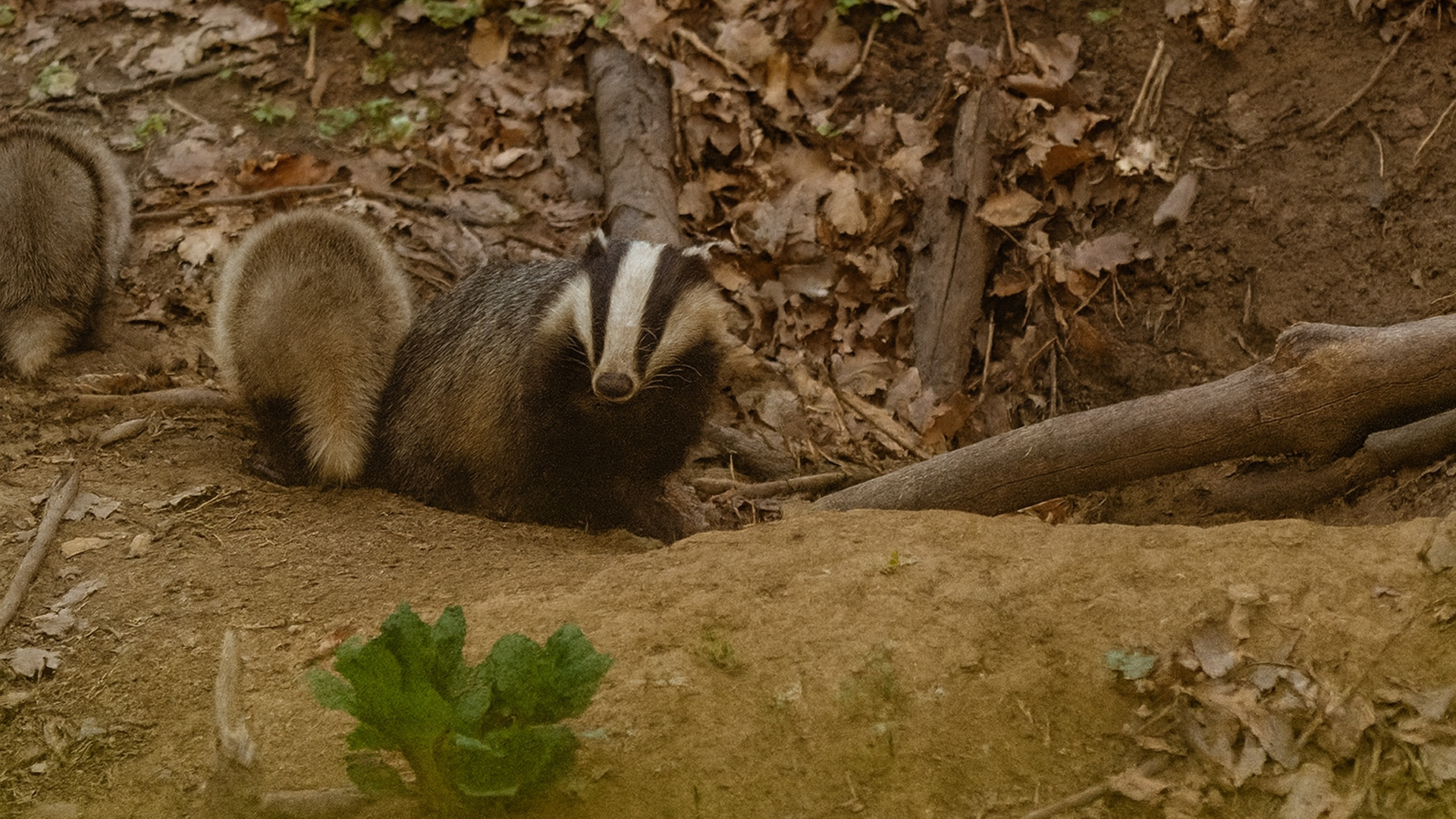 Encountering Wildlife in Their Natural Habitat