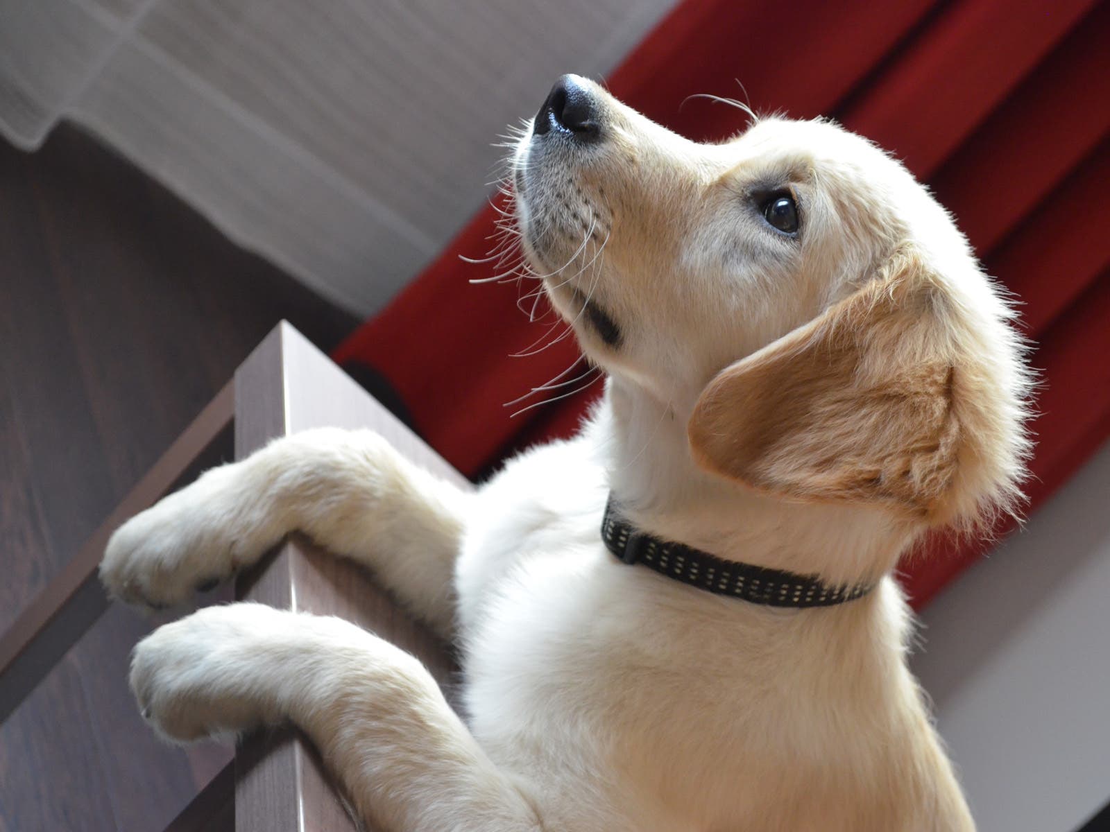 Rescue golden retriever watches "The Lion King," it all started so well